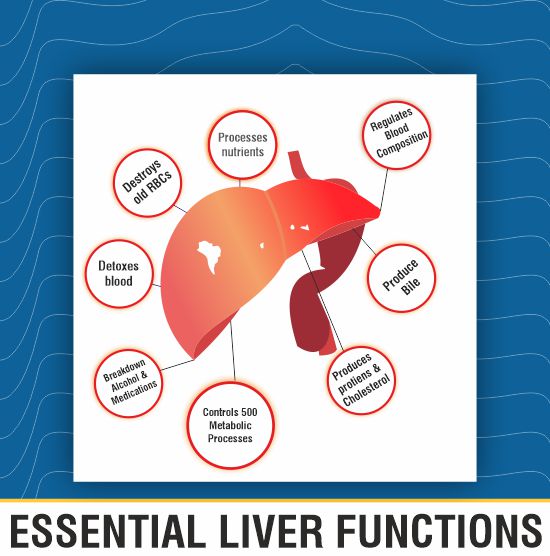 Thyrocare Liver Function Tests | 12 Tests | 55% Off on package price